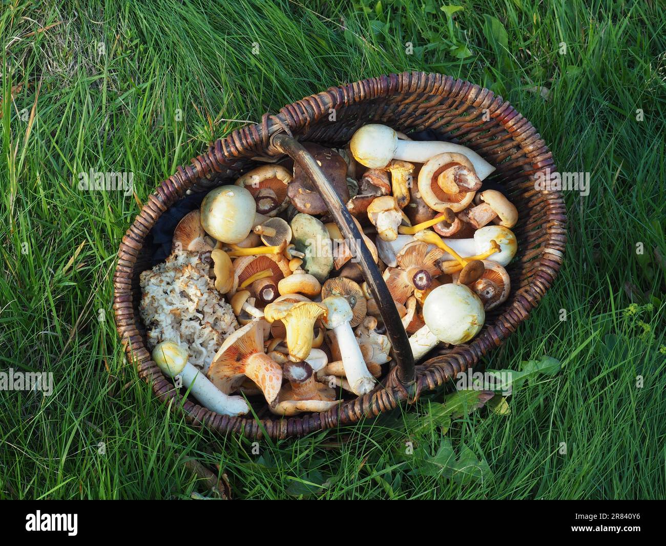 Curly hen, lopsided anise mushroom, salmon mushroom, pine mushroom ...