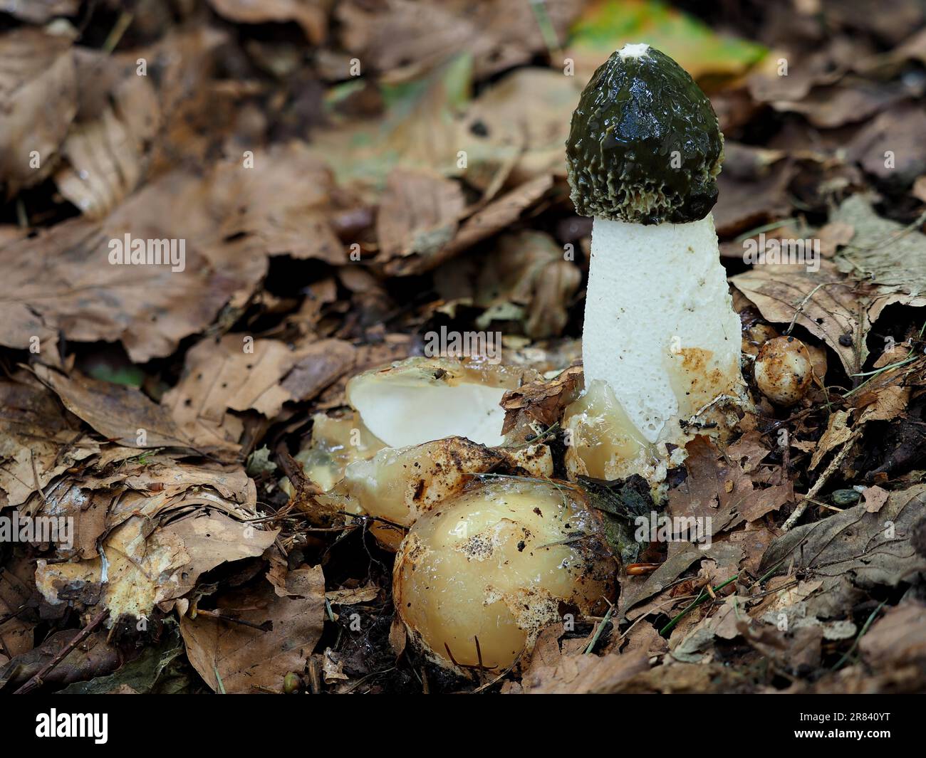Common stinkhorn and two witch's eggs. Common stinkhorn with witch's ...