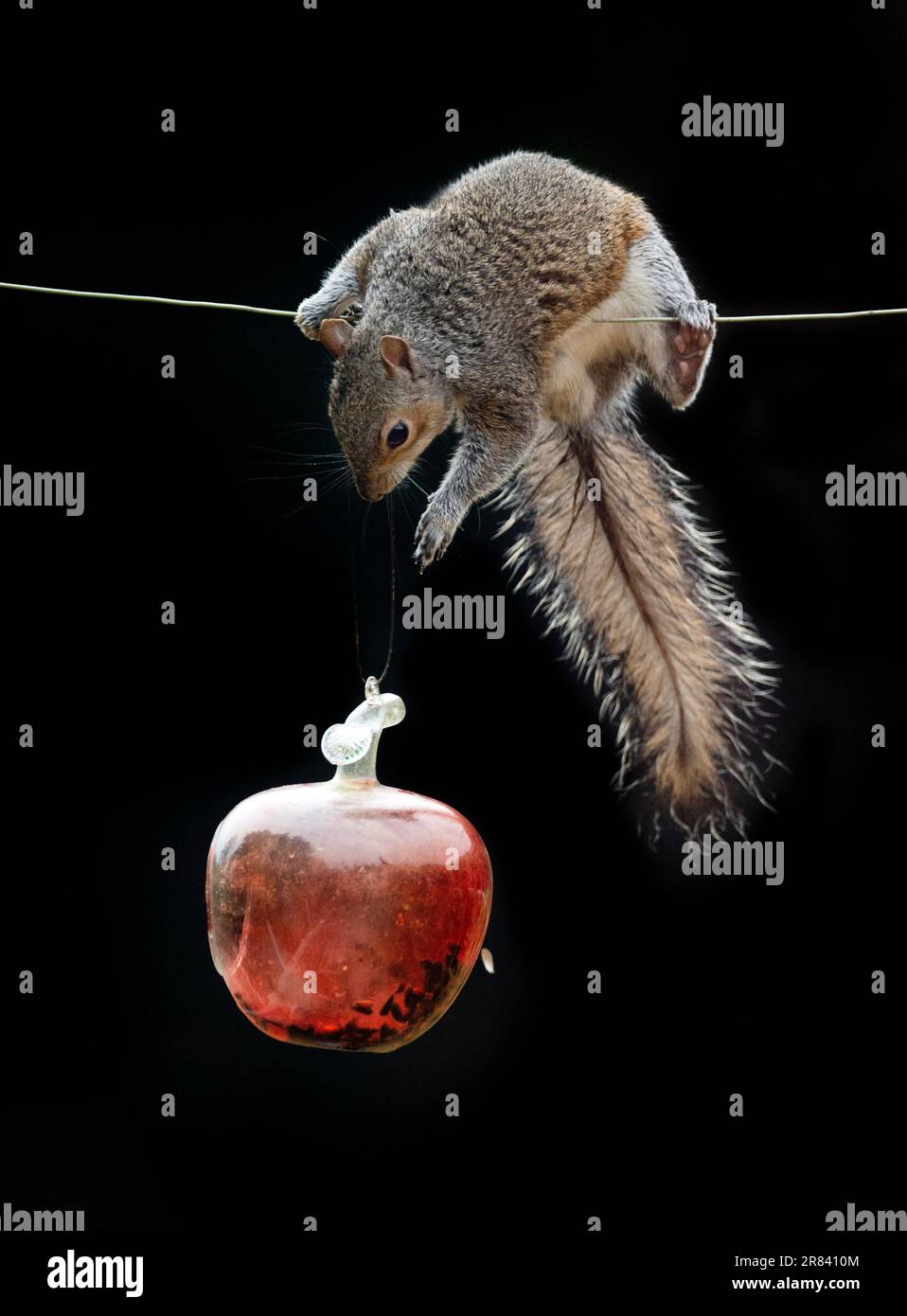 Squirrel on wire hi-res stock photography and images - Alamy