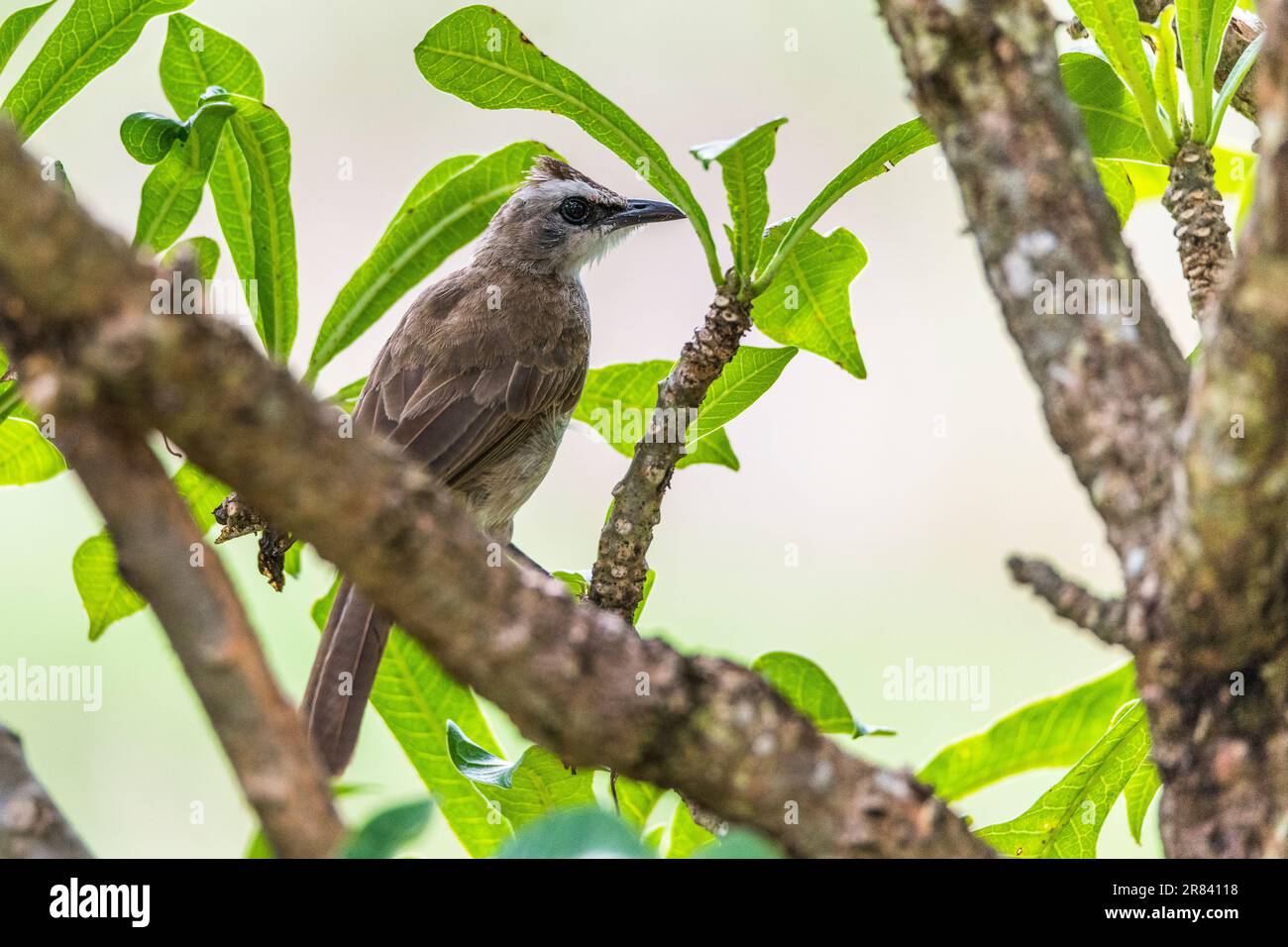 The yellow-vented bulbul (Pycnonotus goiavier), or eastern yellow ...