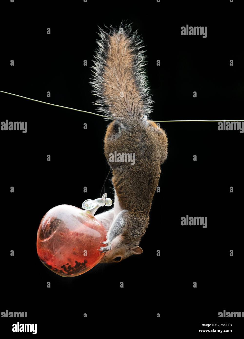 Squirrel on wire hi-res stock photography and images - Alamy
