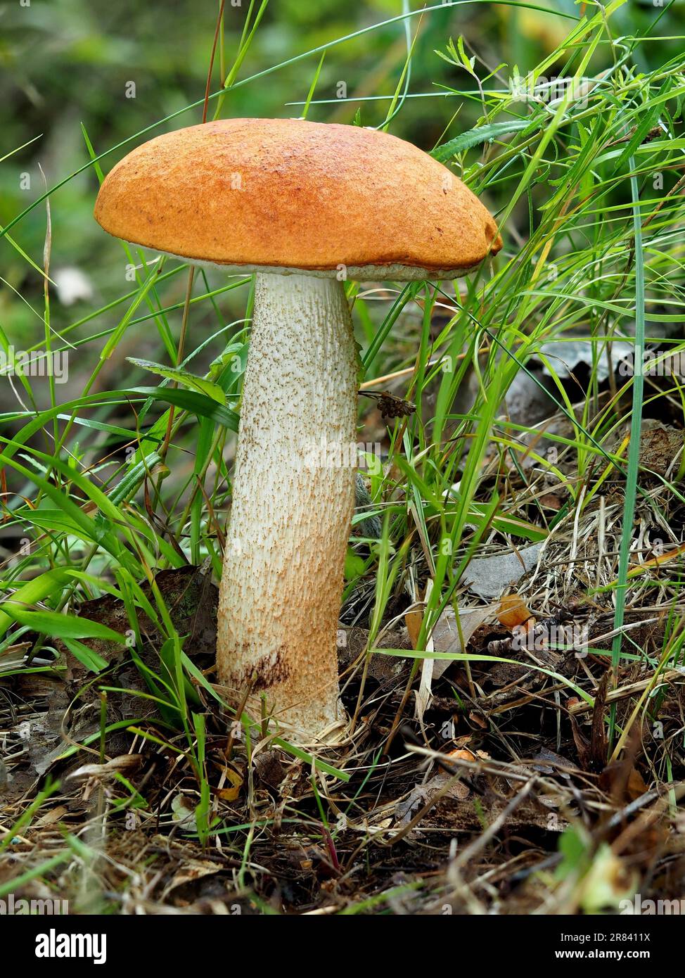 Deciduous forest red cap hi-res stock photography and images - Alamy