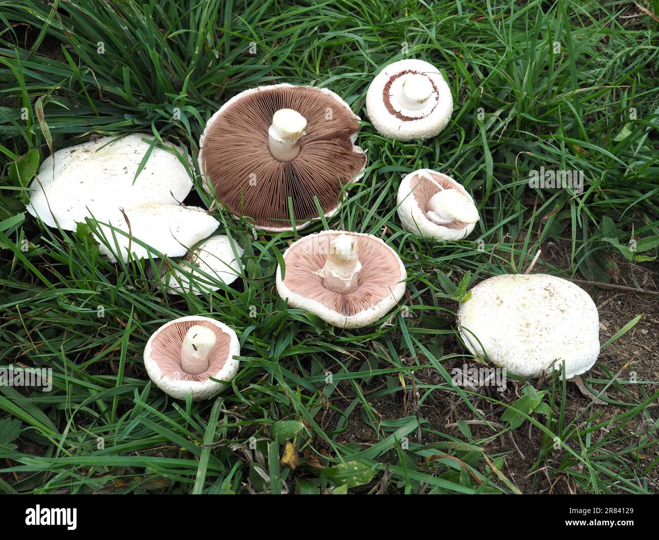 Botany agaricus hi-res stock photography and images - Alamy