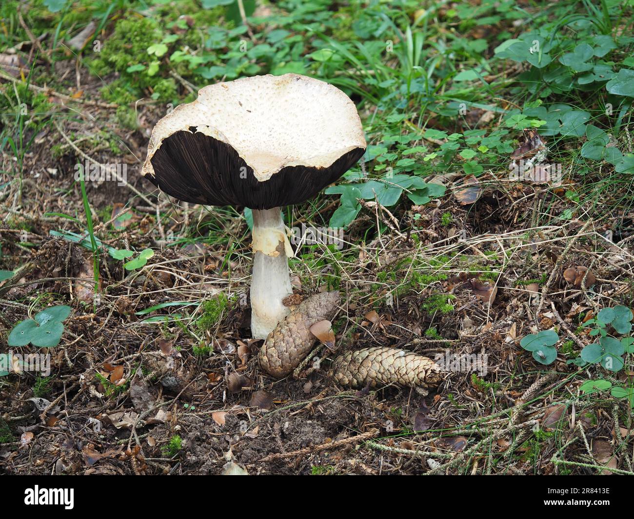Giant mushroom. Taken in Sweden. Agaricus augustus, known commonly as ...