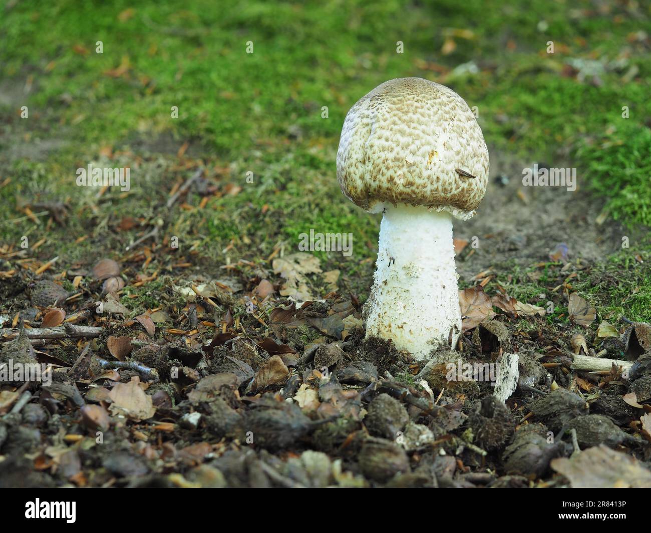 Young giant mushroom. Taken in Sweden. Agaricus augustus, known ...