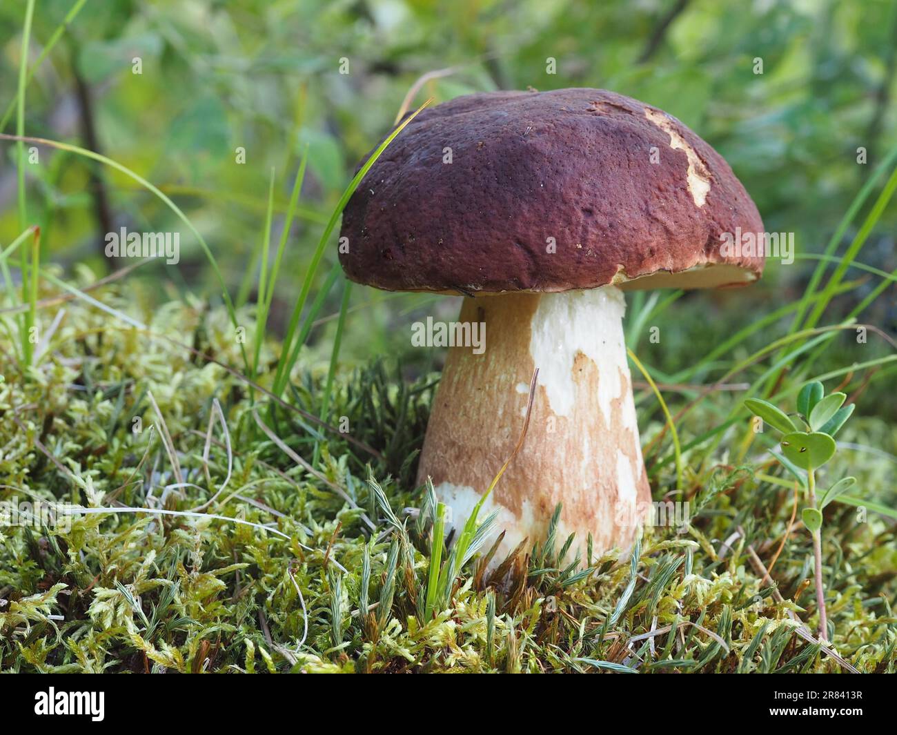 The pine mushroom (Boletus pinophilus) is a mushroom of the genus Thick ...