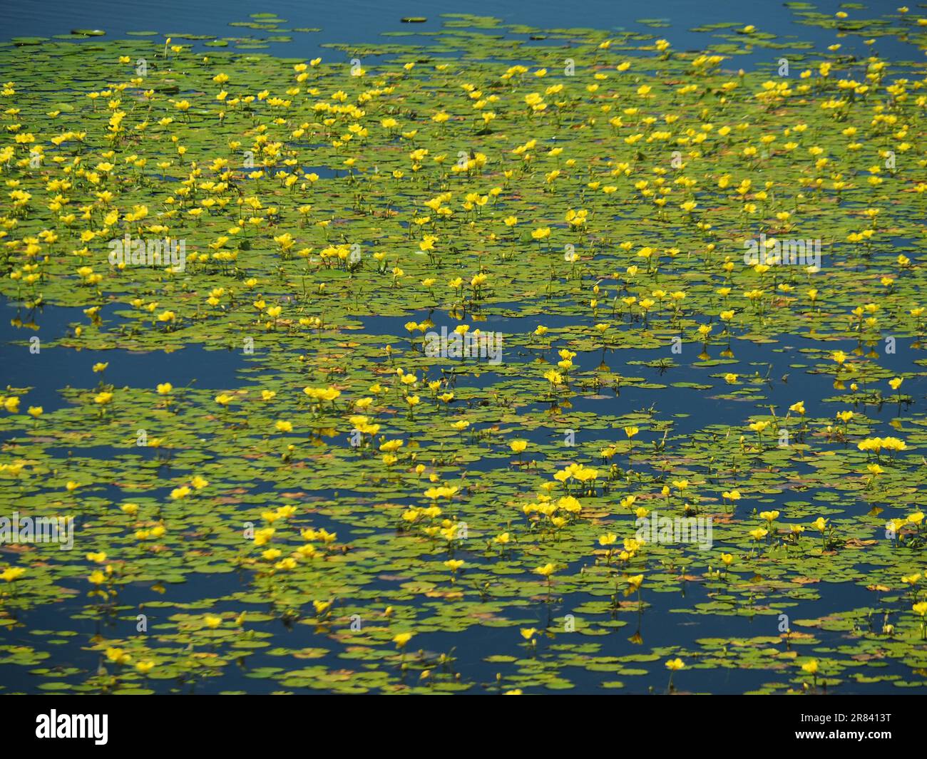Water fringe (Nymphoides peltata) on a Swedish lake. Nymphoides peltata ...