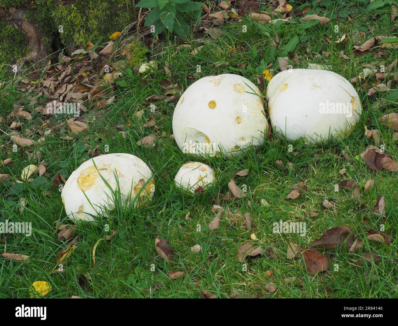 Group of giant bovists (Calvatica gigantea Stock Photo - Alamy