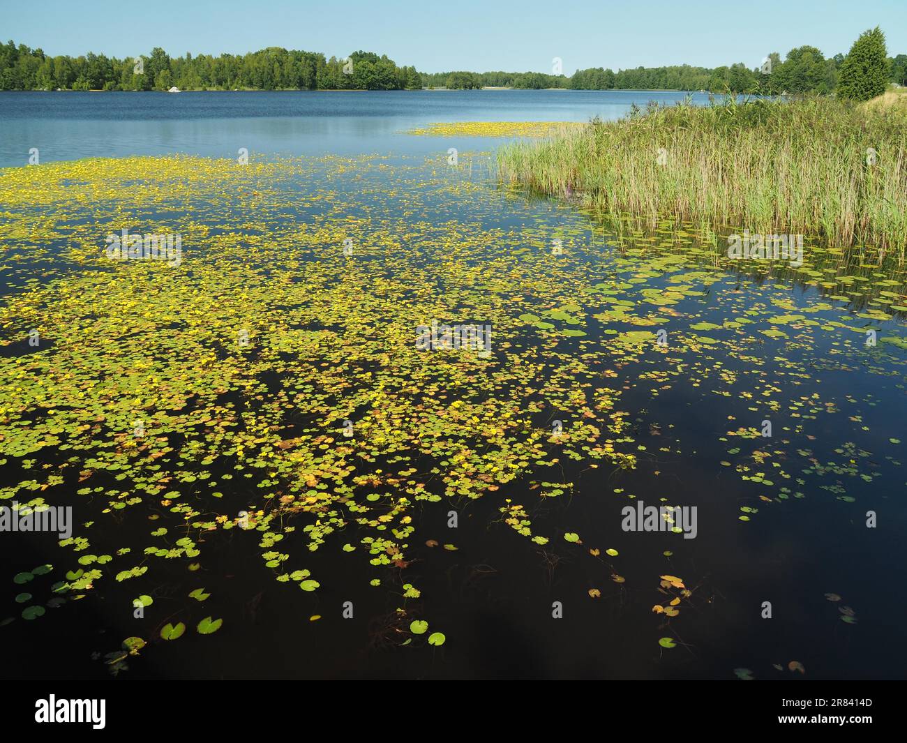 Water fringe (Nymphoides peltata) on a Swedish lake. Nymphoides peltata ...