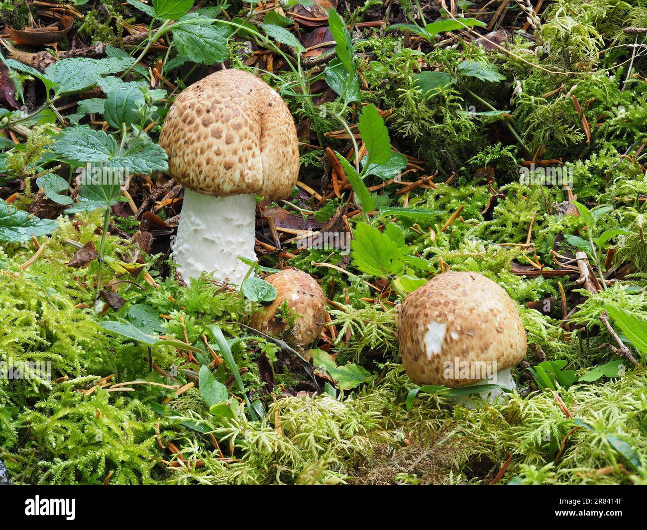 Young giant mushroom. Taken in Sweden. Agaricus augustus, known ...