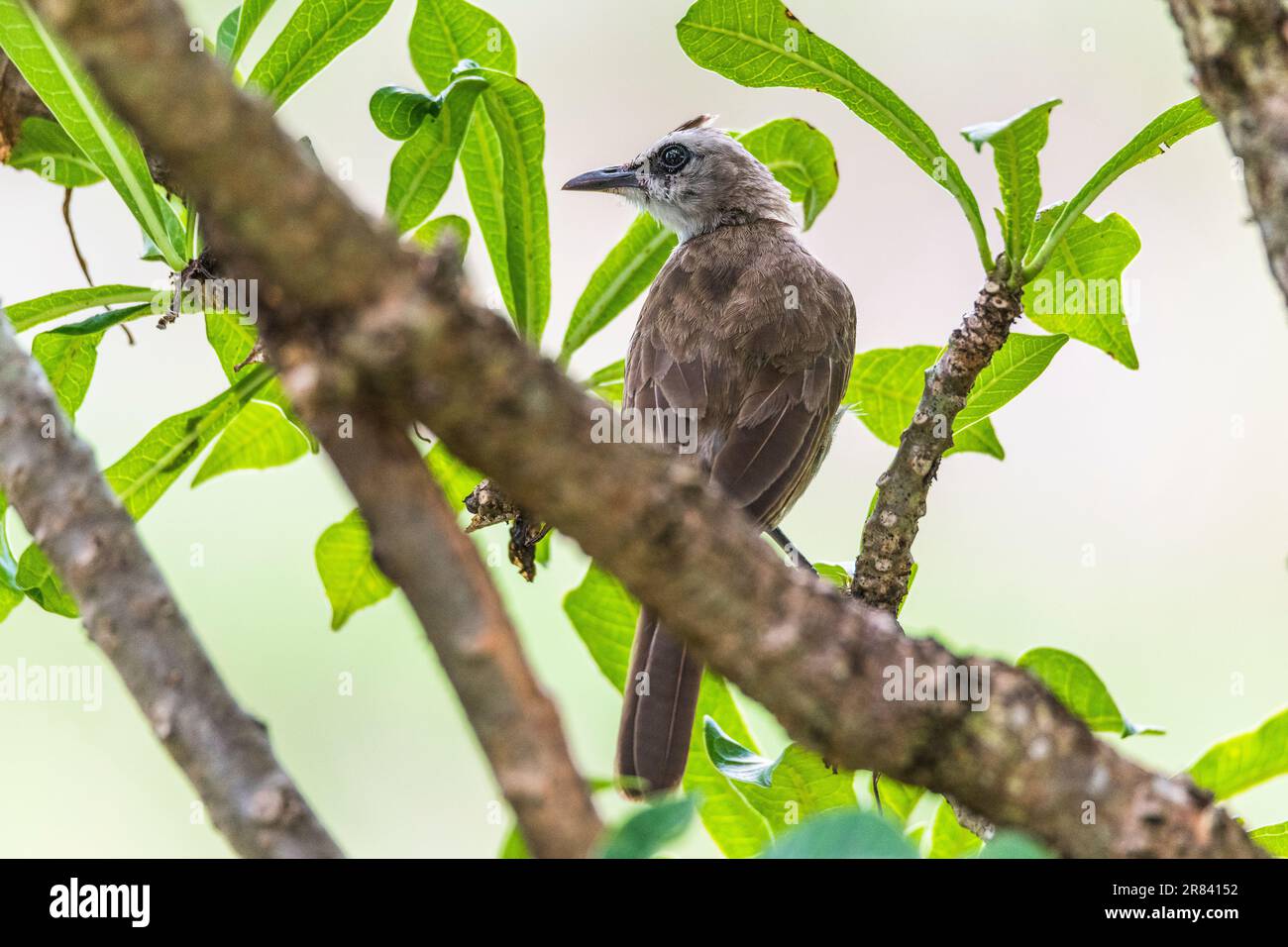 The yellow-vented bulbul (Pycnonotus goiavier), or eastern yellow ...