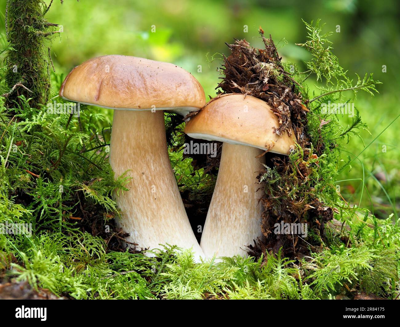 King bolete (Boletus edulis), boletus Stock Photo - Alamy