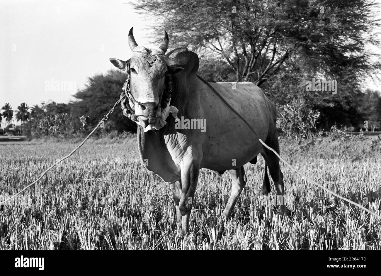Jallicattus animal hi-res stock photography and images - Alamy