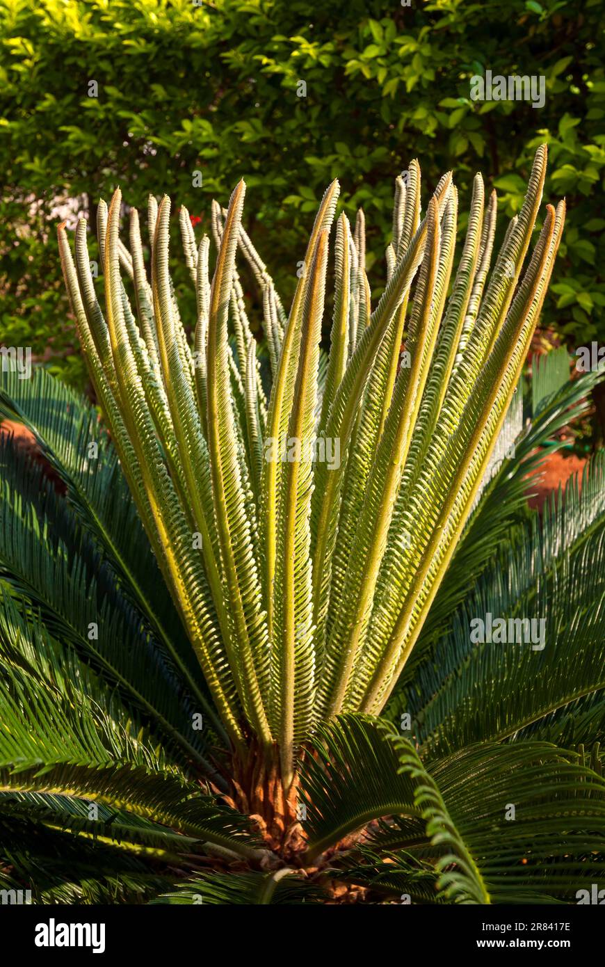 King sago palm sago palm sago cycad (Cycas revoluta) at Coimbatore ...