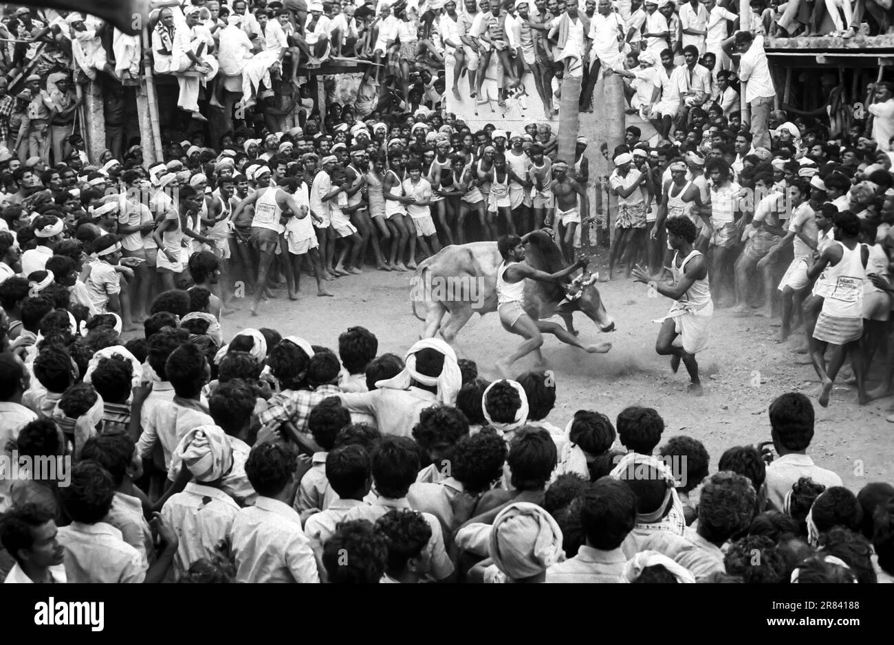 black and white photo, Jallikattu or bull taming during Pongal festival ...