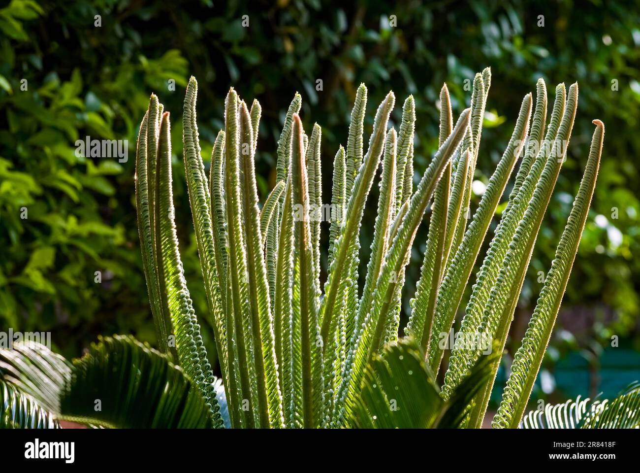 King sago palm sago palm sago cycad (Cycas revoluta) at Coimbatore ...