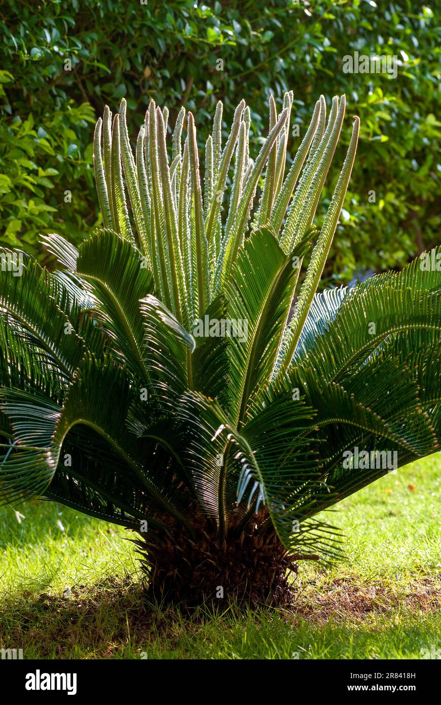 King sago palm sago palm sago cycad (Cycas revoluta) at Coimbatore ...