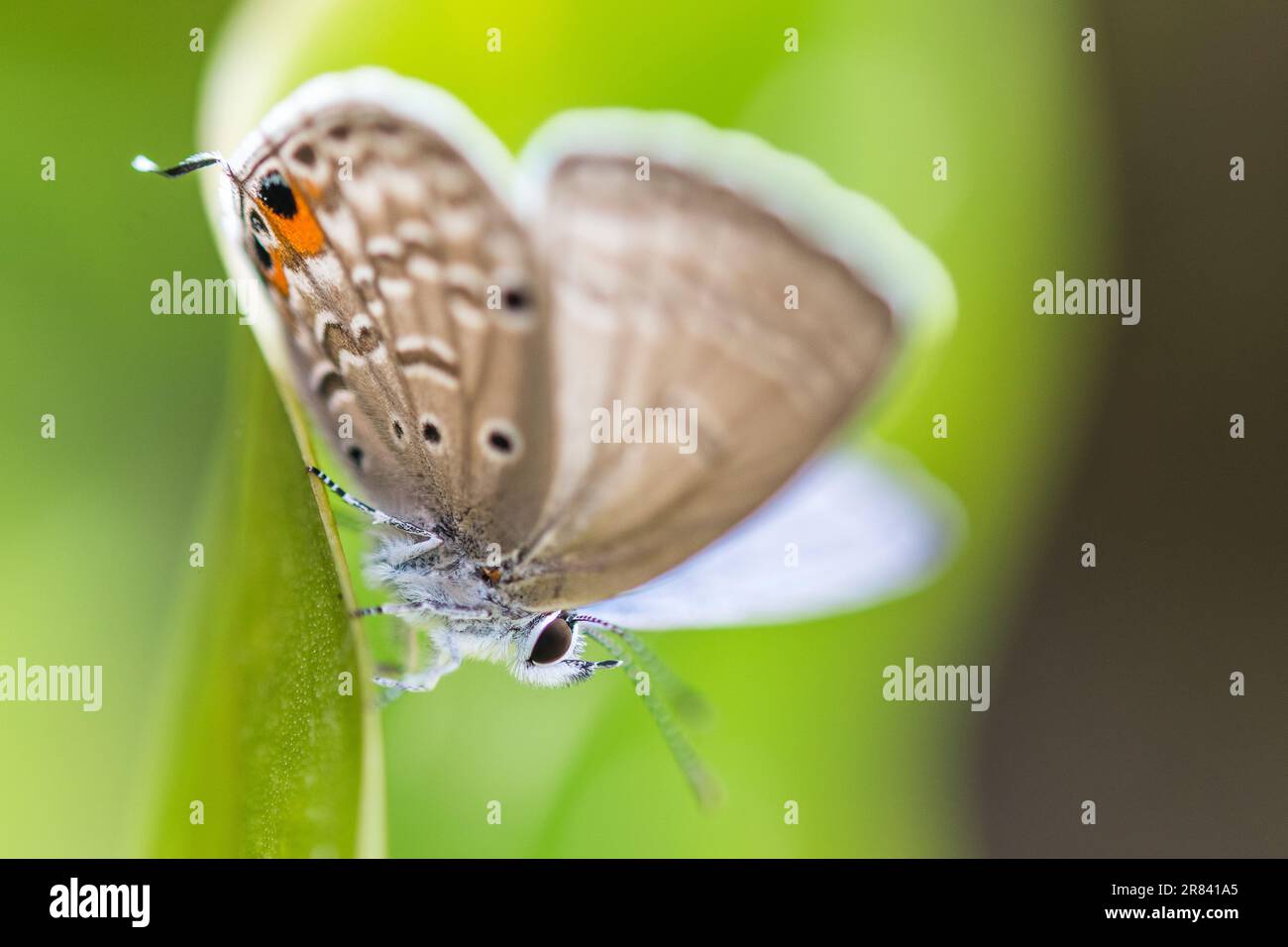 Cycad blue hi-res stock photography and images - Alamy