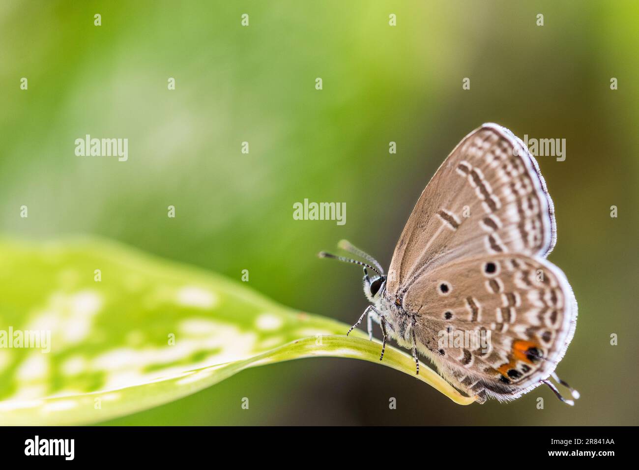 Luthrodes pandava (formerly Chilades pandava), the plains Cupid or cycad blue, is a species of ...
