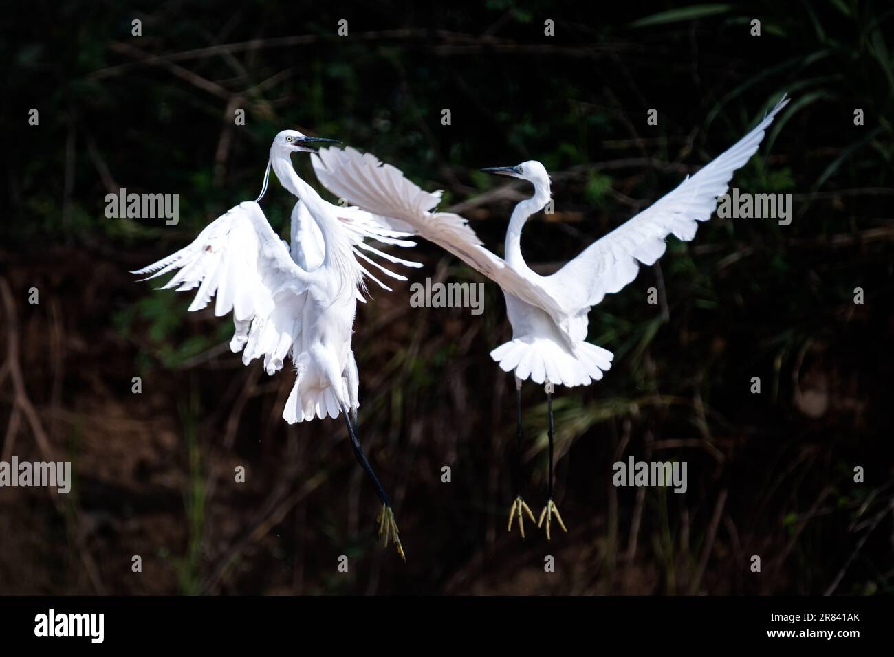 STUNNING images of two egrets engaged in a dance-off, fighting for their territories have been ...