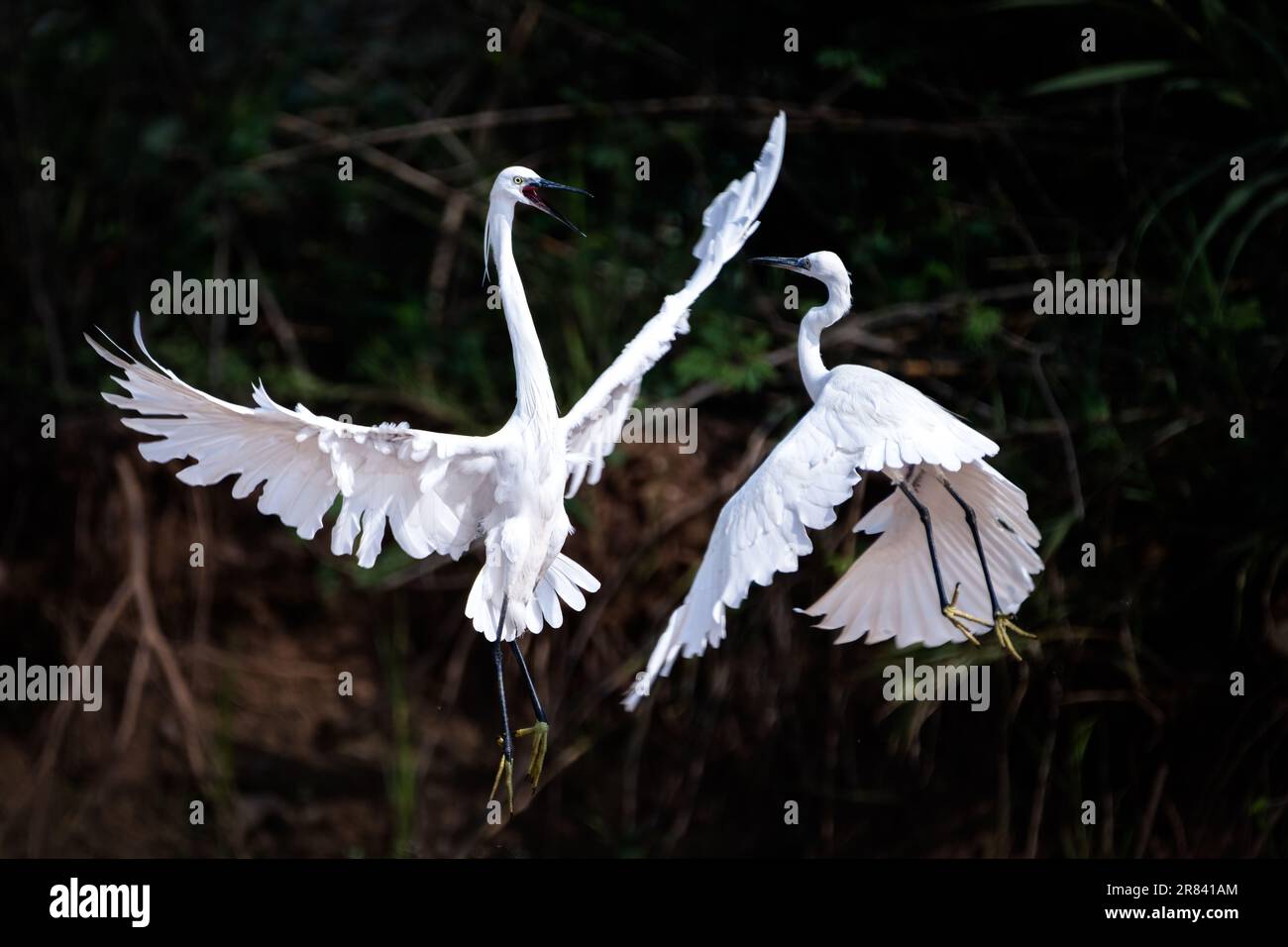 STUNNING images of two egrets engaged in a dance-off, fighting for their territories have been ...