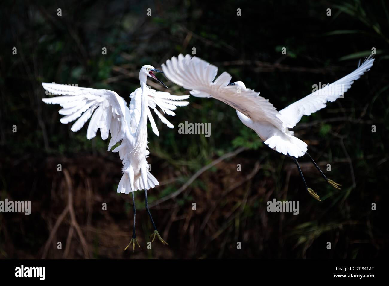 STUNNING images of two egrets engaged in a dance-off, fighting for ...