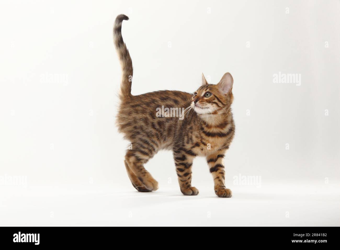 Bengal cat, kitten, 11 weeks Stock Photo - Alamy