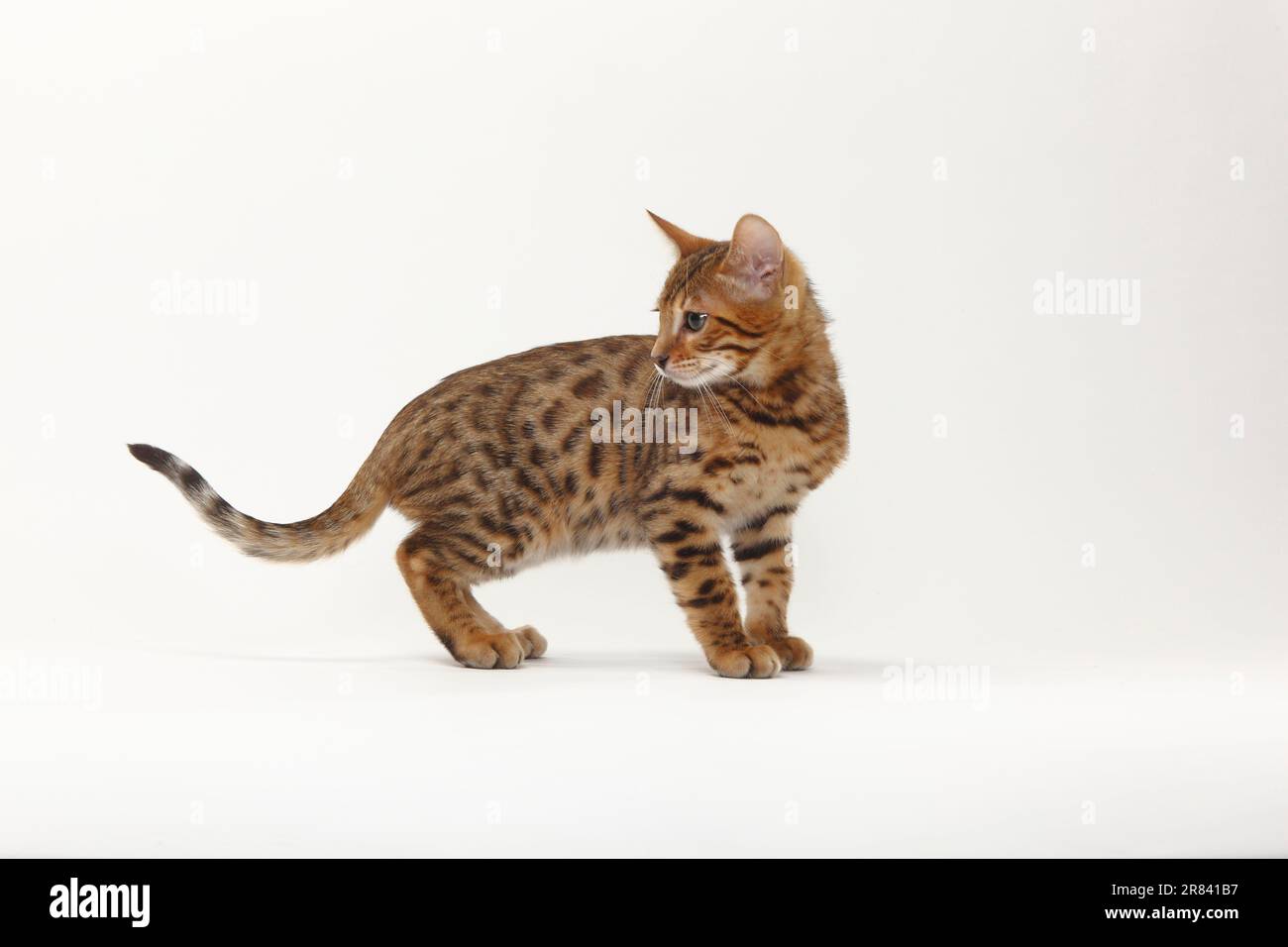 Bengal cat, kitten, 11 weeks, sideways Stock Photo - Alamy