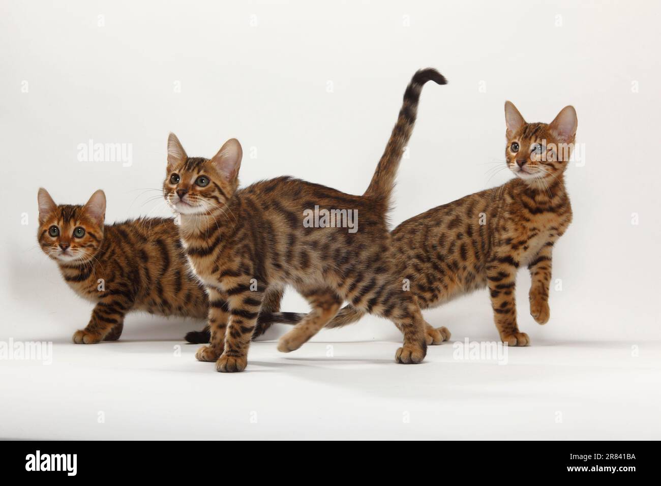 Bengal cats, kittens, 11 weeks Stock Photo - Alamy