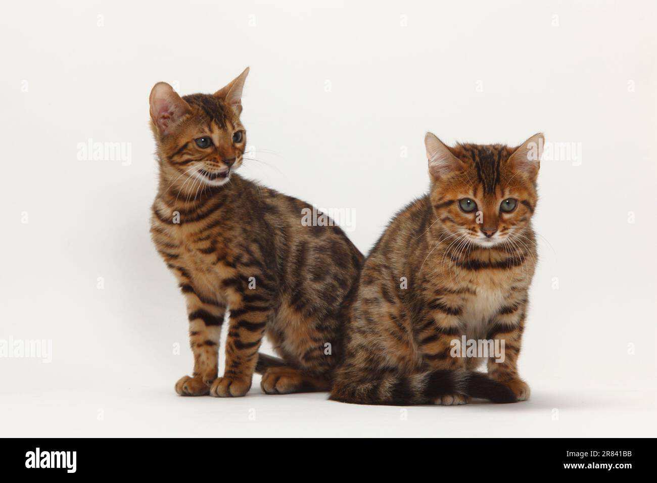 Bengal cats, kittens, 11 weeks Stock Photo - Alamy