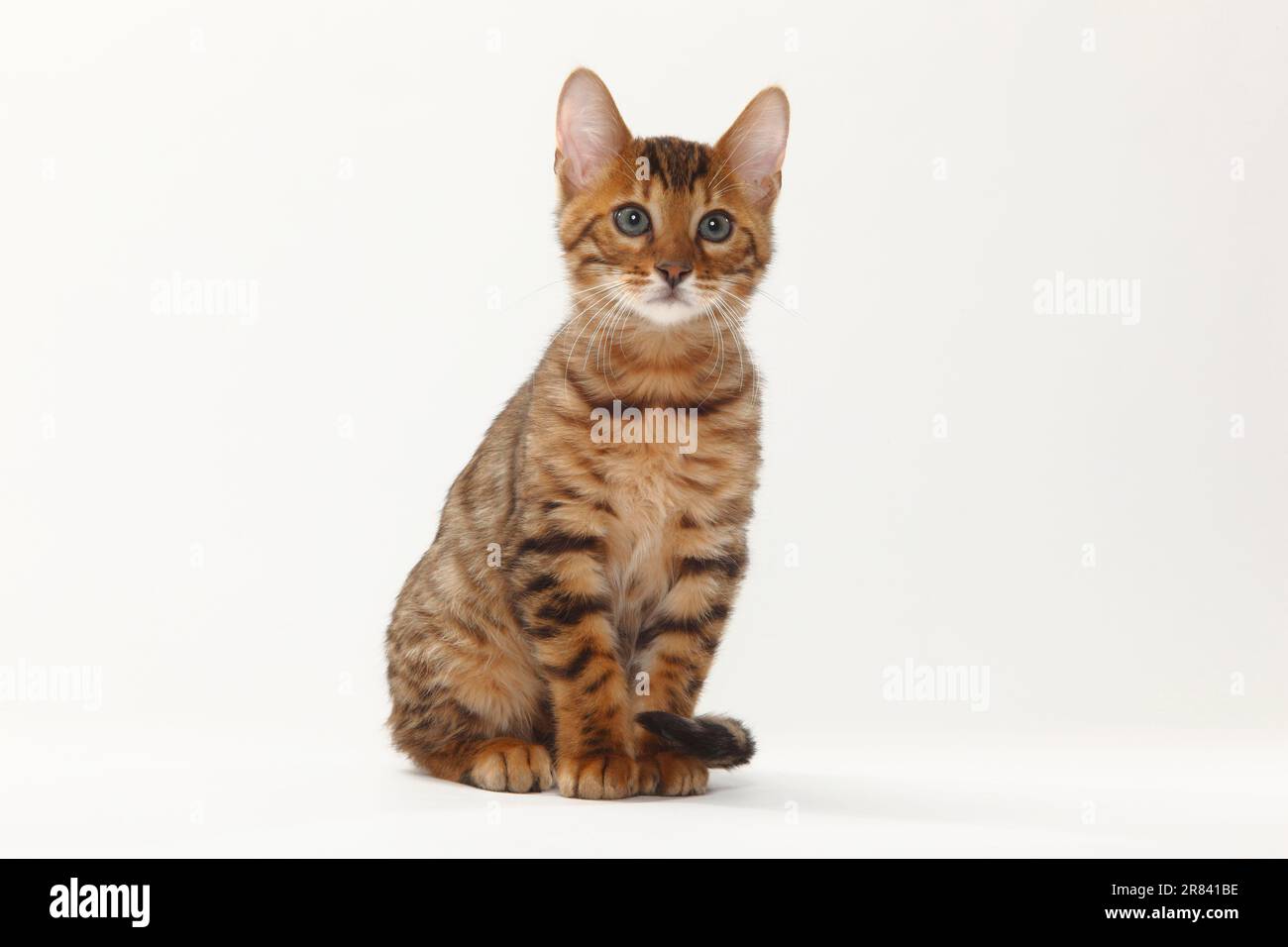 Bengal cat, kitten, 11 weeks Stock Photo - Alamy