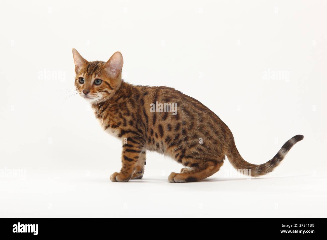 Bengal cat, kitten, 11 weeks, sideways Stock Photo - Alamy