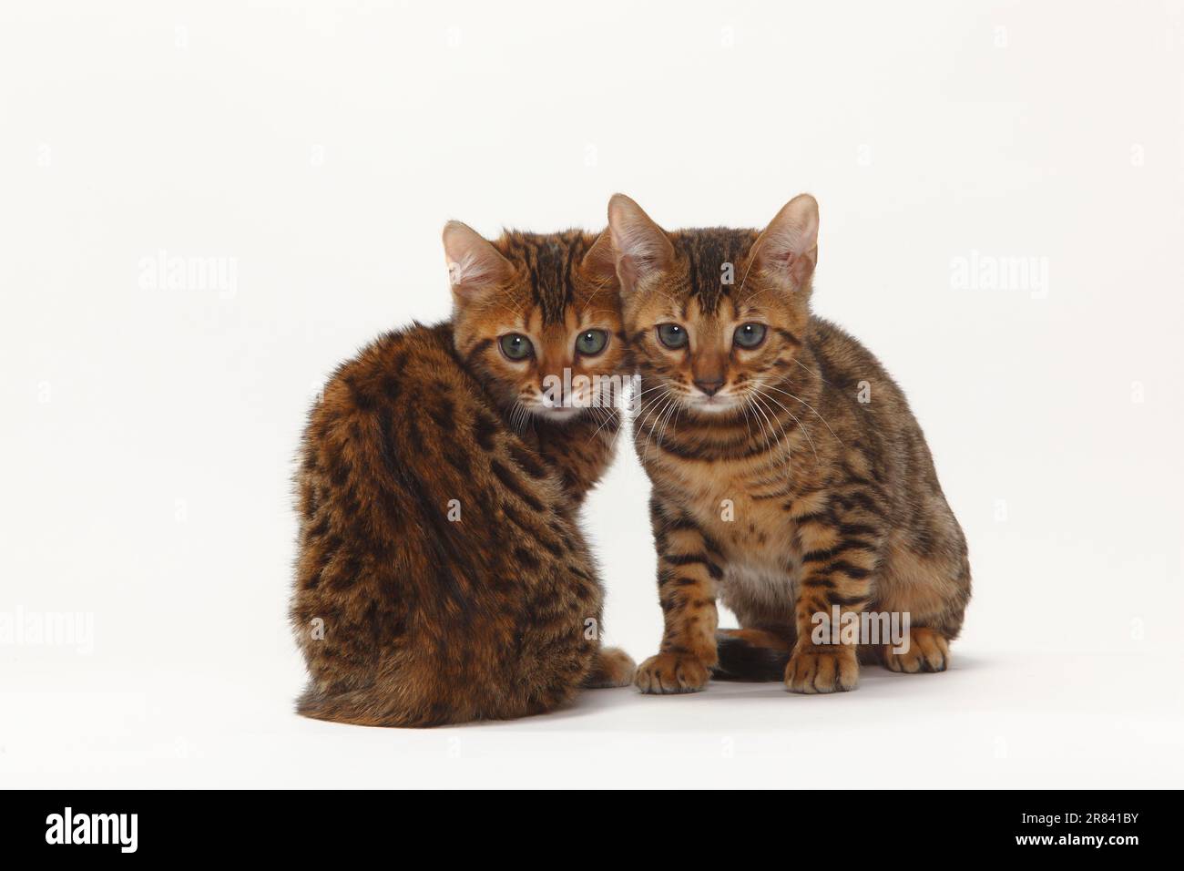 Bengal cats, kittens, 11 weeks Stock Photo - Alamy