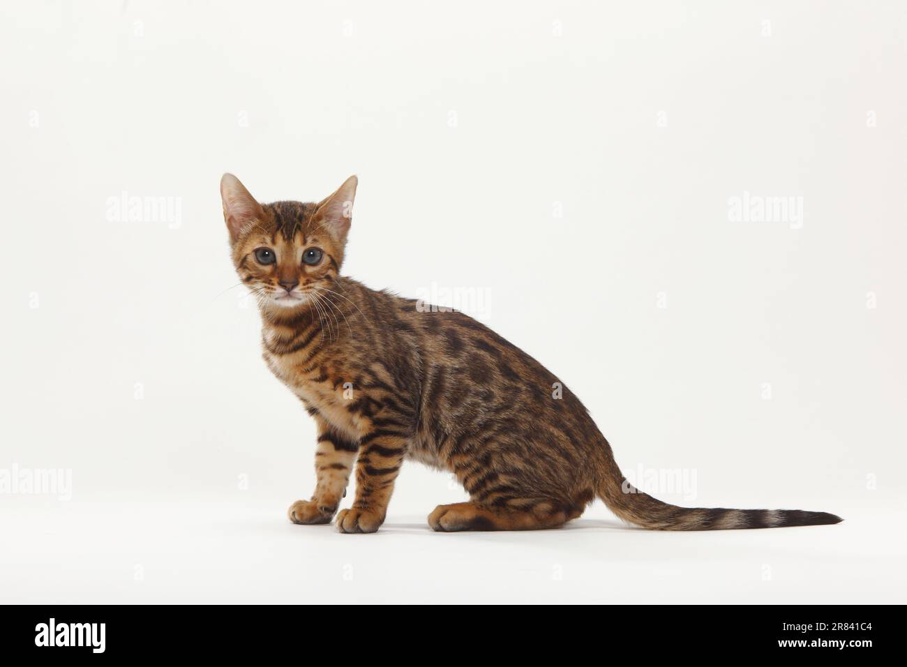 Bengal cat, kitten, 11 weeks, sideways Stock Photo - Alamy