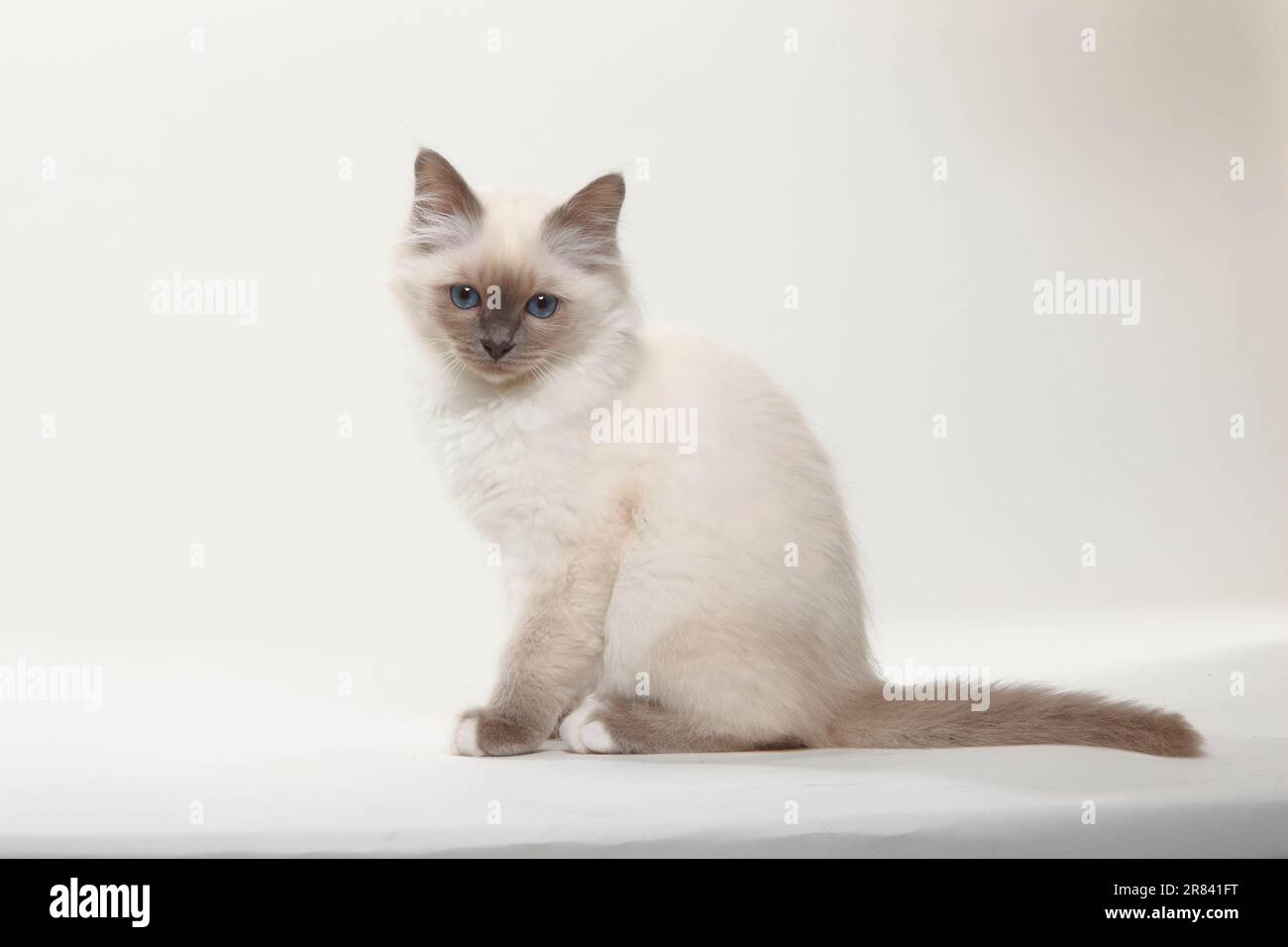 Birman cat, kitten, 12 weeks, Holy Birman, sideways Stock Photo - Alamy