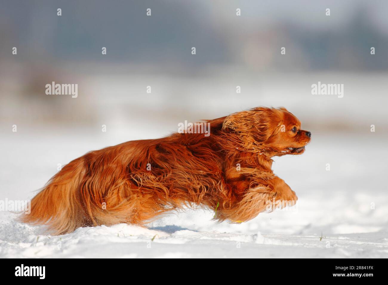 Cavalier King Charles Spaniel, ruby red, side Stock Photo - Alamy
