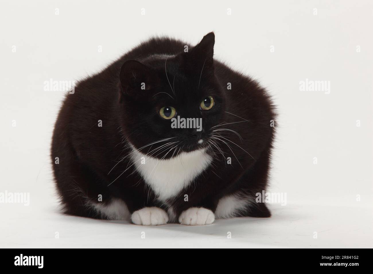 Domestic cat, too fat, overweight Stock Photo - Alamy