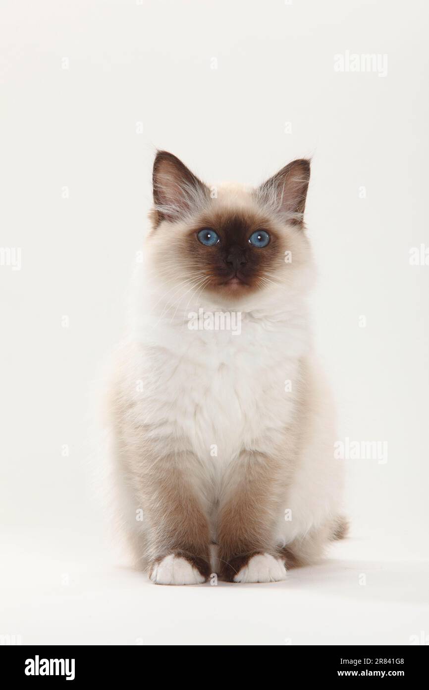 Sacred Cat of Burma, kitten, 12 weeks, Burma Stock Photo - Alamy