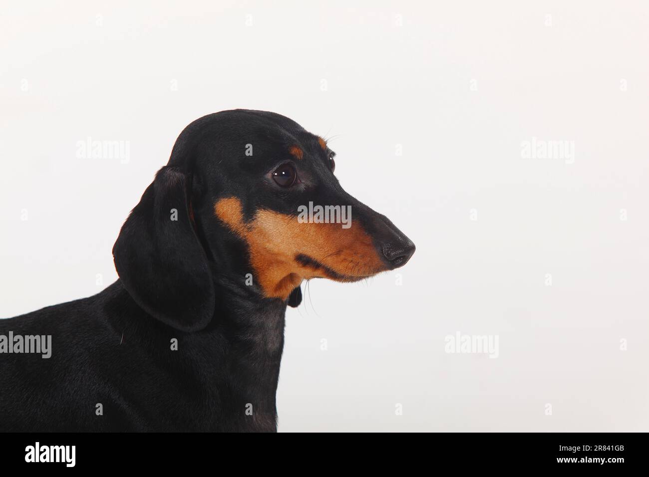 Short haired miniature dachshund hi-res stock photography and images ...