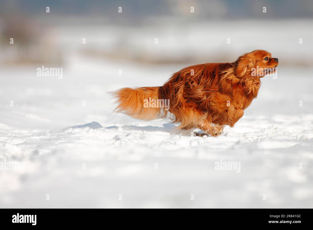 Cavalier King Charles Spaniel, ruby red, side Stock Photo - Alamy
