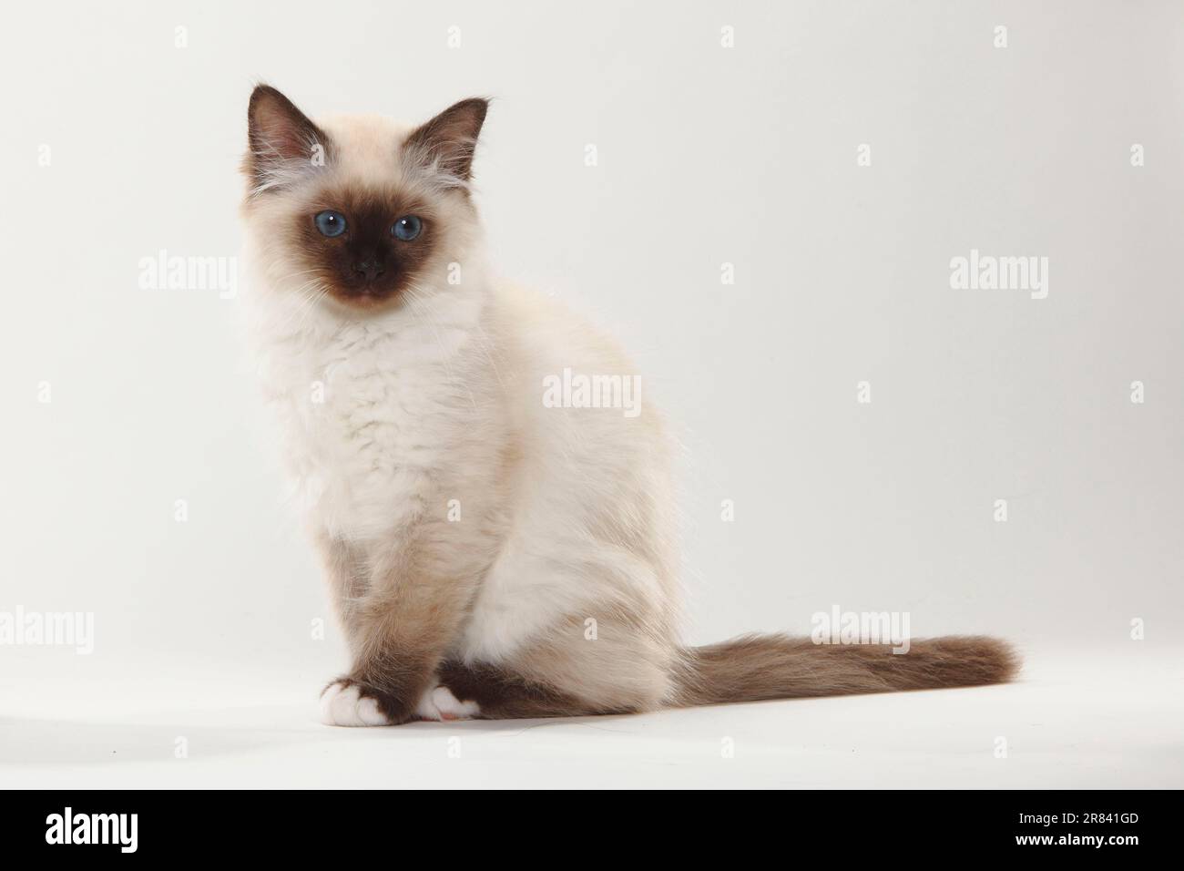 Birman cat, kitten, 12 weeks, Holy Birman, sideways Stock Photo - Alamy