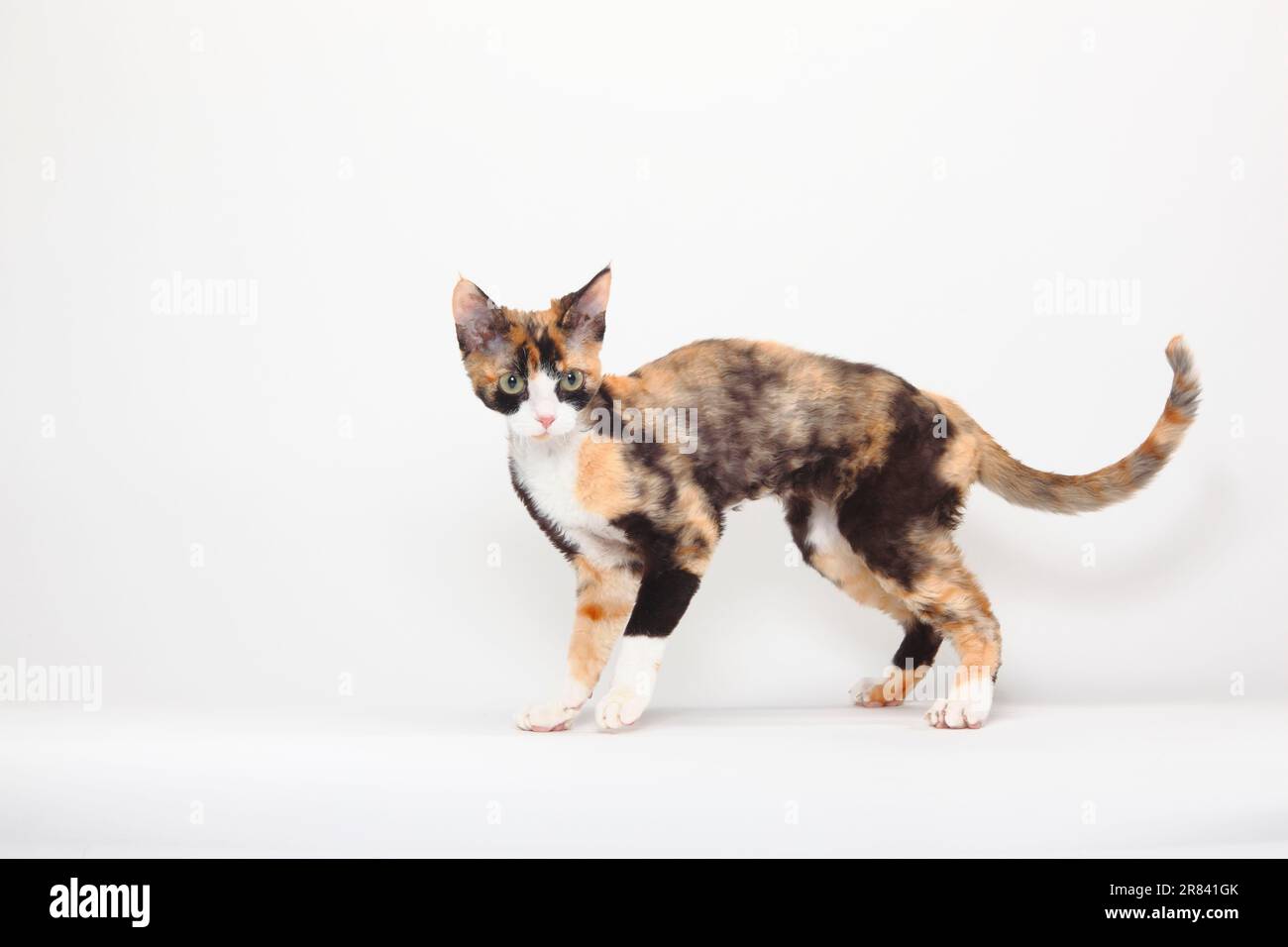 Domestic shorthair tortoiseshell cat hi-res stock photography and ...