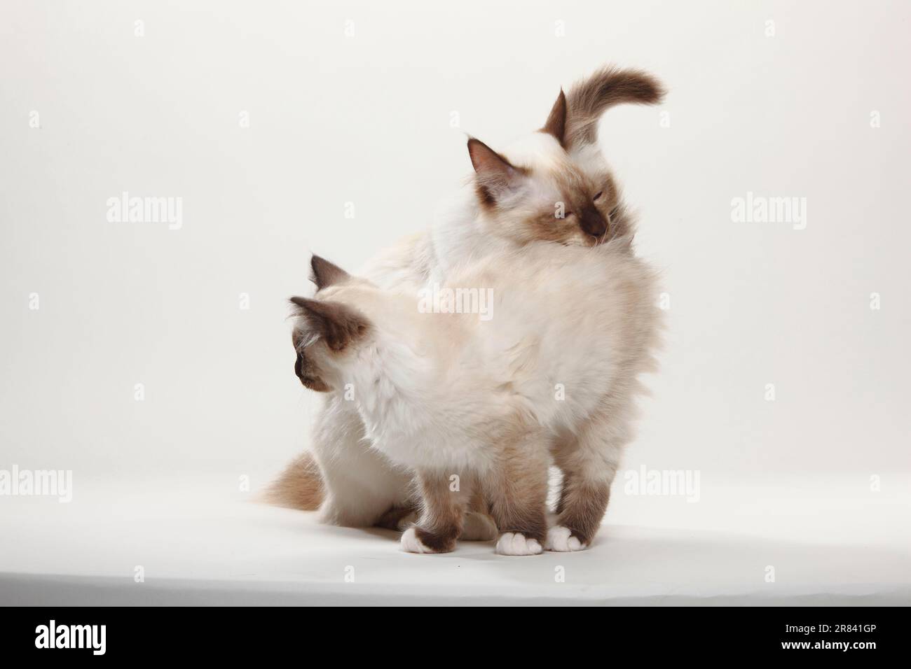 Chocolate birman hi-res stock photography and images - Alamy
