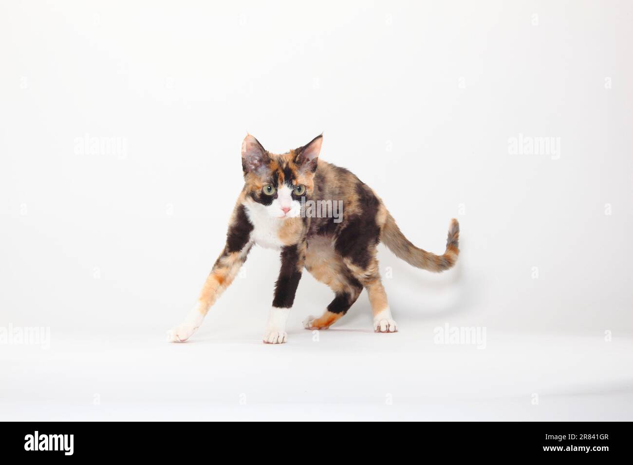Devon Rex Cat, black-tortie-white, Devon Rex, tortoiseshell Stock Photo ...