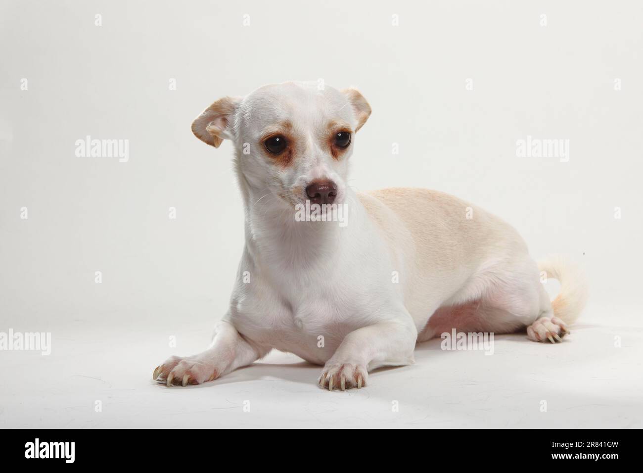 Very shy dog hi-res stock photography and images - Alamy