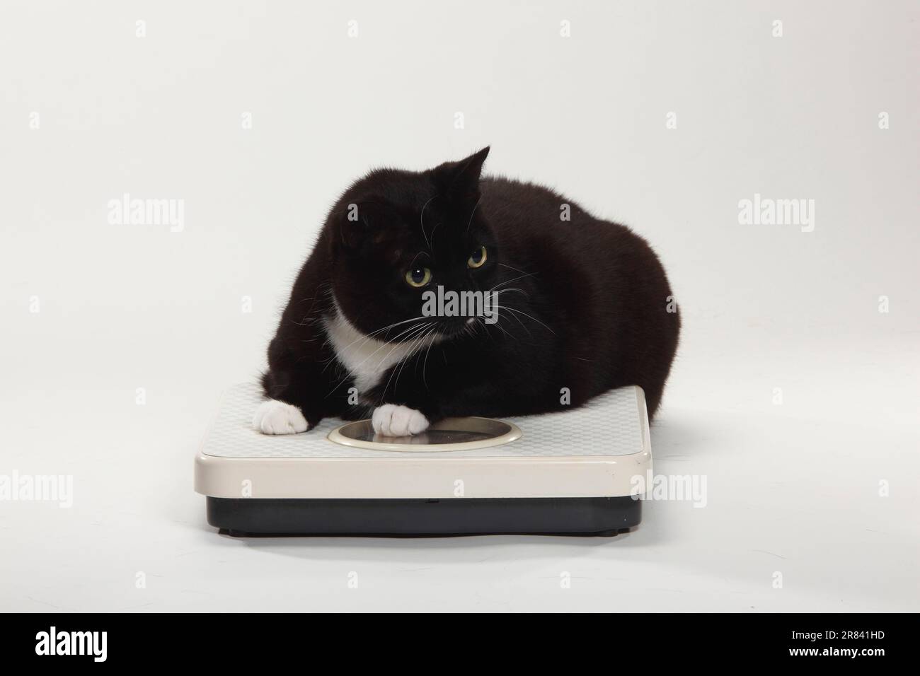 Domestic cat, too fat, overweight, scale, personal scale Stock Photo ...