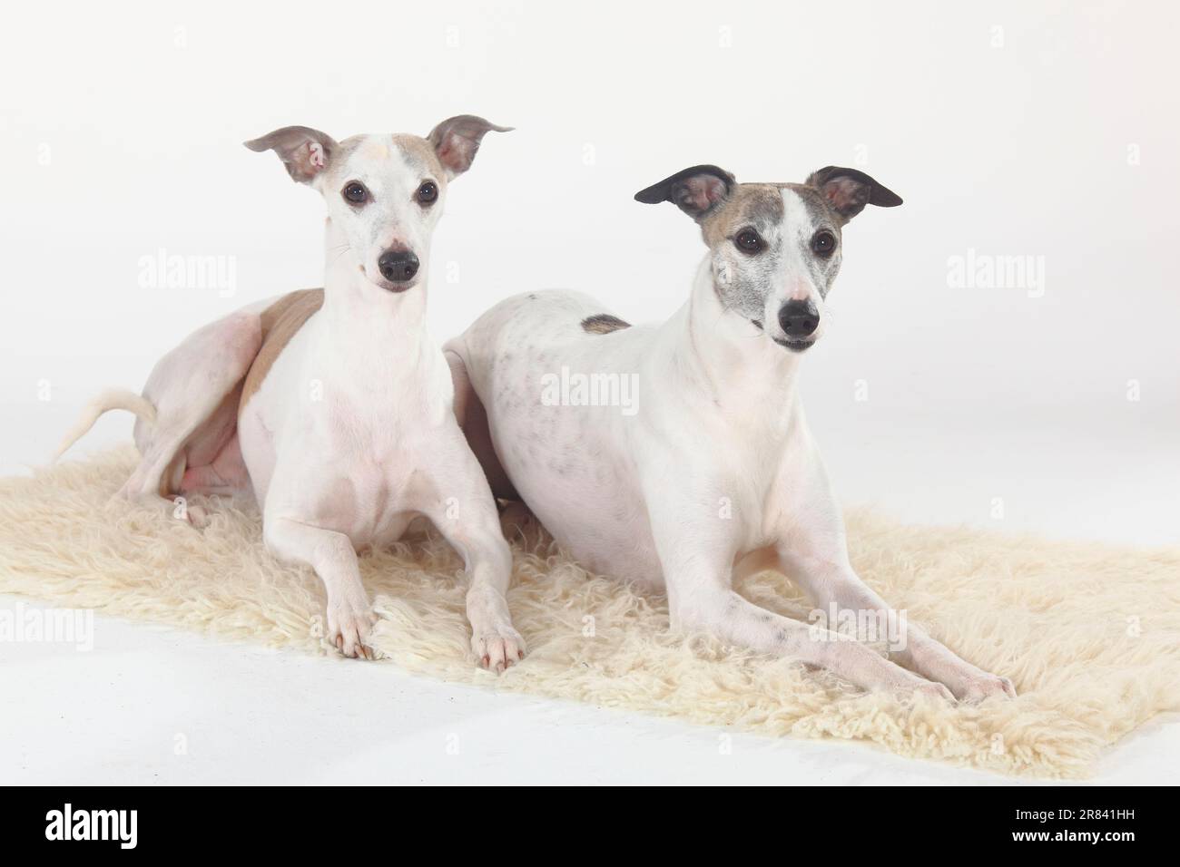 Whippets dog hi-res stock photography and images - Alamy