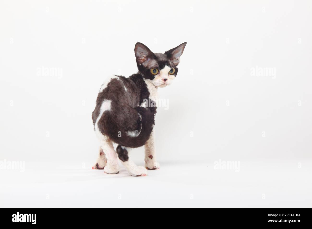Black smoke devon rex hi-res stock photography and images - Alamy