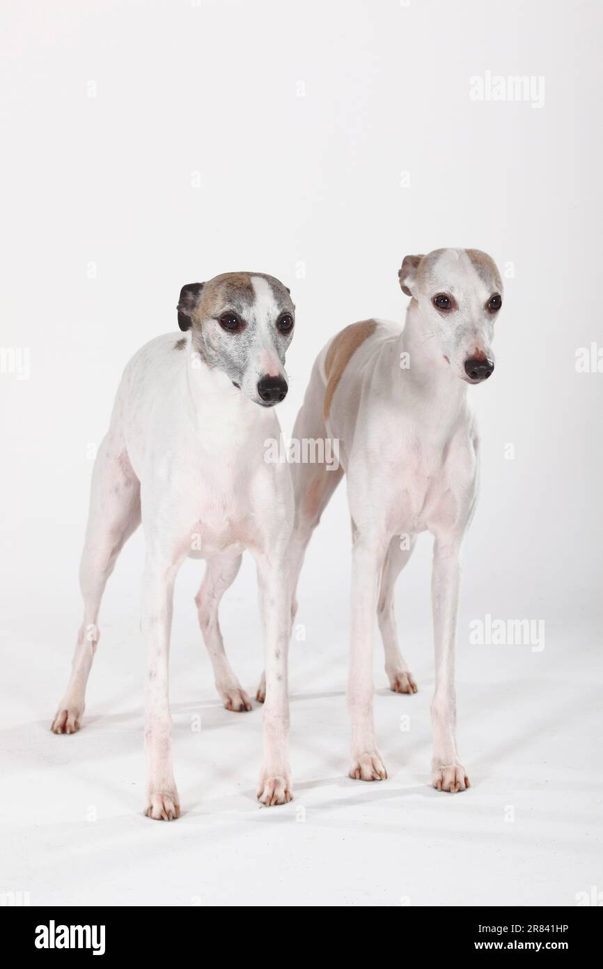 Two whippets hi-res stock photography and images - Alamy