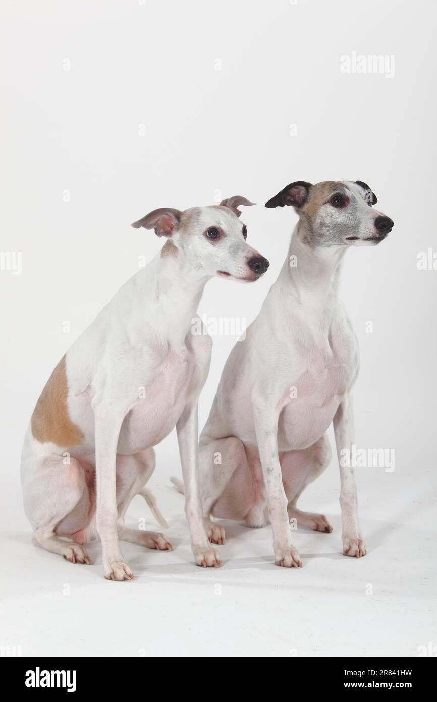 Whippets dog hi-res stock photography and images - Alamy